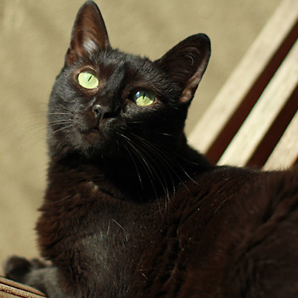 Gatos Pretos Da ONG Adote Um Gatinho 27 02 2019 Blog Fotografia