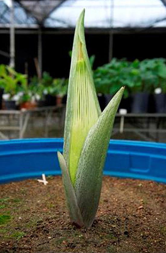 F5 - Você viu? - Imensa e fedida, "Flor Cadáver" desabrocha pela 2ª vez ...