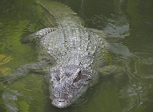 Qual a diferença entre jacaré e crocodilo? Descubra - 26/05/2012 ...