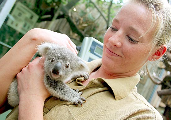 Folha.com - Bichos - Zoológico da Alemanha apresenta filhote de coala ...