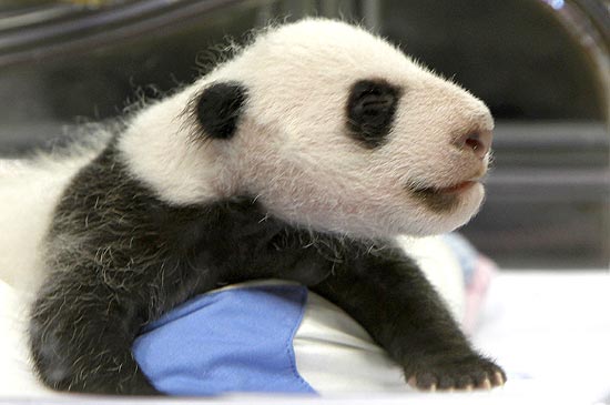 Folha.com - Bichos - Zoológico de Madri apresenta filhote de panda de ...