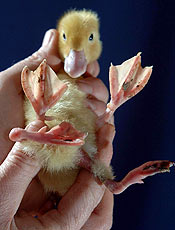 Folha Online - Ciência - Pato de quatro pernas chega à idade adulta no ...