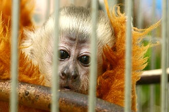 Zoológico de SP reproduz em cativeiro espécie rara de macaco - 28/04 ...