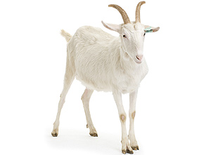 Folha.com - Folhinha - Só o bode macho tem chifre? Descubra em Dúvida ...