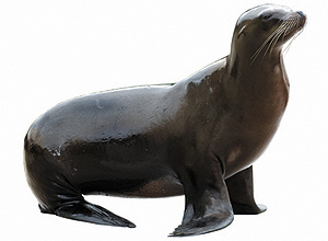 Qual a diferença entre a foca e o leão-marinho? - 14/05/2011 - Folhinha ...