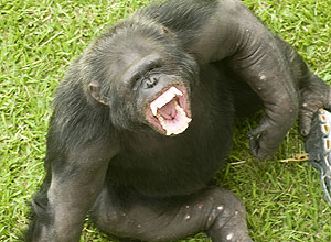 Sítio em Sorocaba (SP) cuida de macacos que sofreram maus-tratos - 28 ...