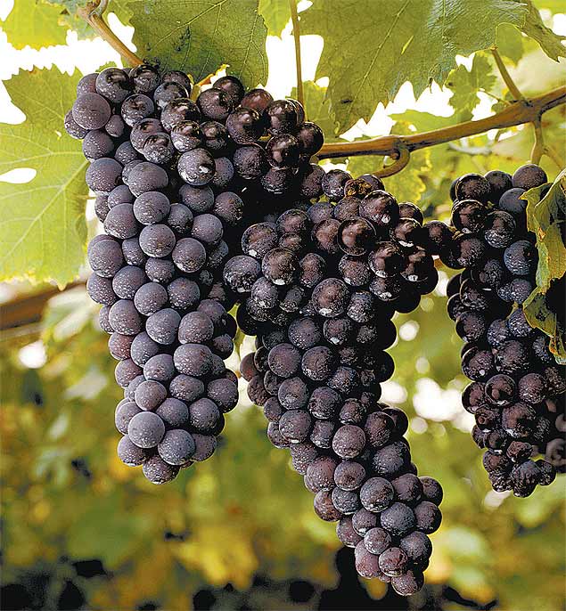 Folha Online - Comida - Coleção Folha aborda 15 regiões produtoras de ...