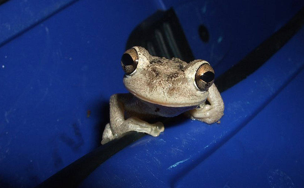 Cuban tree frog: Osteopilus Septentrionalis aka el Coquí : r/pics