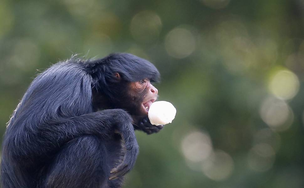 F5 - Bichos - Zoo do Rio apela a sorvetes e frutas congeladas para ...