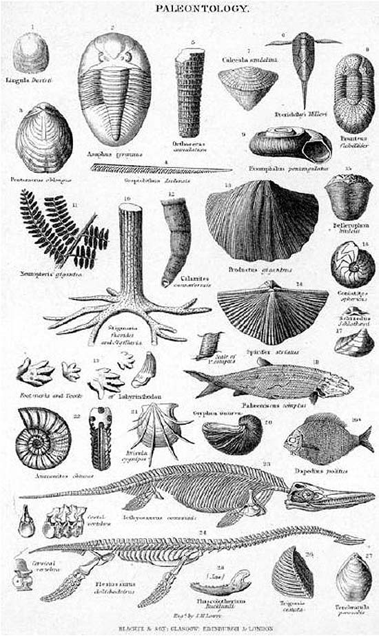 Folha de S.Paulo - Livraria da Folha - Paleontólogo explica a formação ...